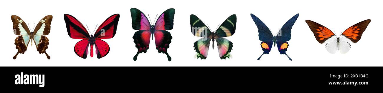 Showcasing diverse wing patterns hi-res stock photography and images ...