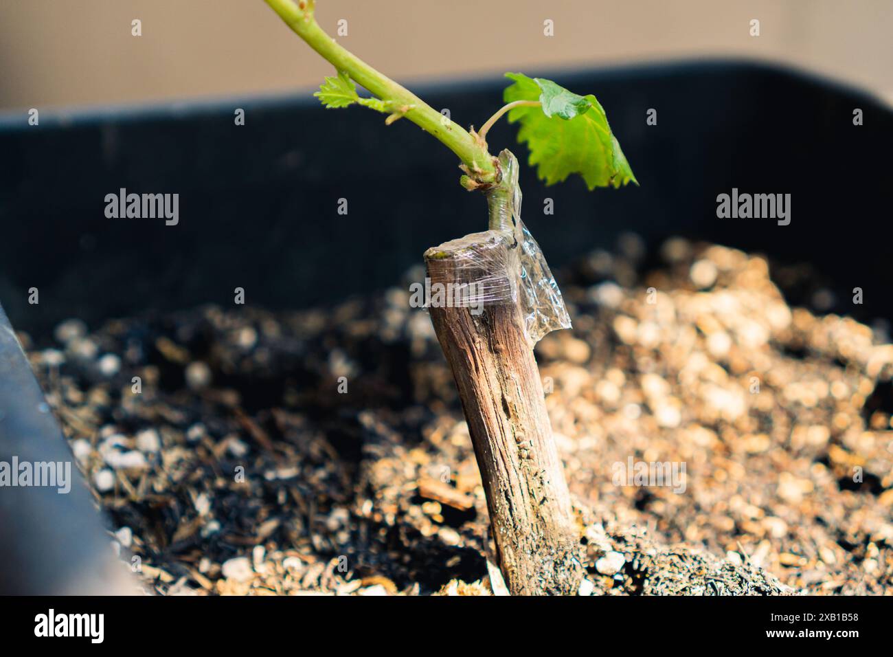 grafting technique apply on a grapes fruit tree, wrap with plastic, to ...