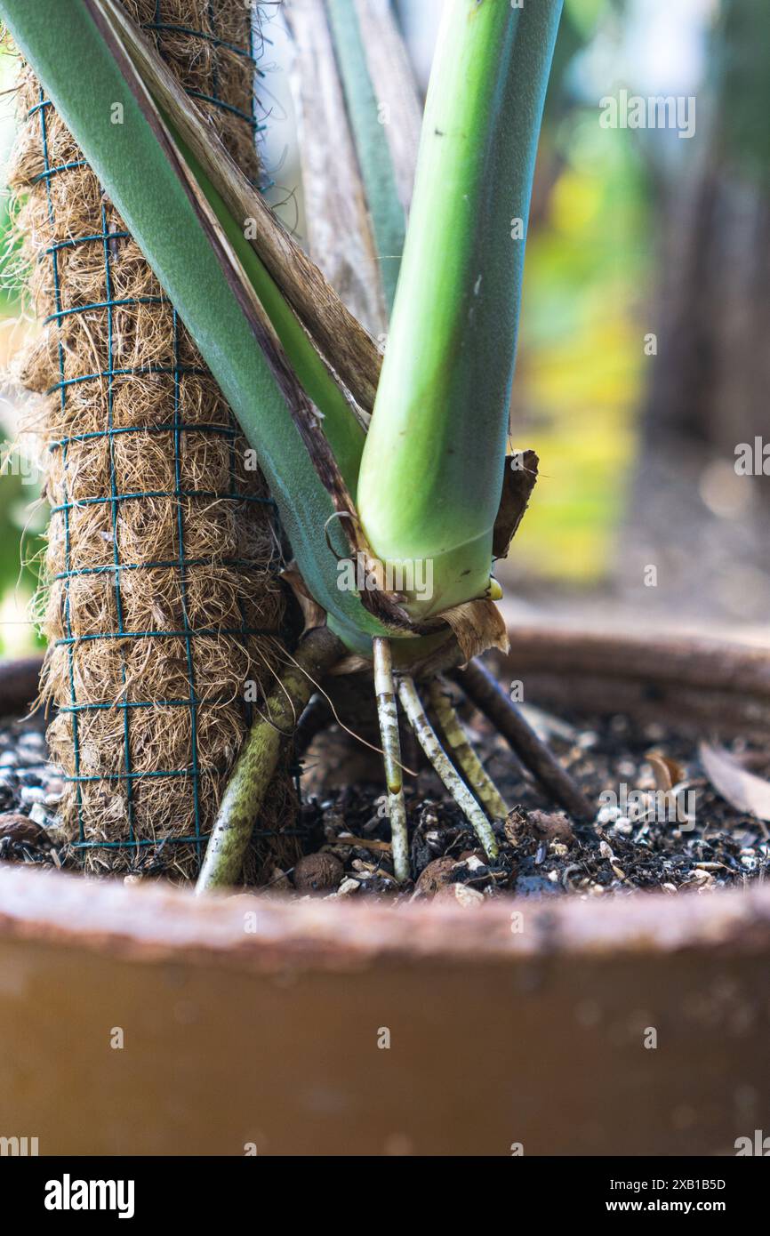 roots of monstera deliciosa plant Stock Photo - Alamy