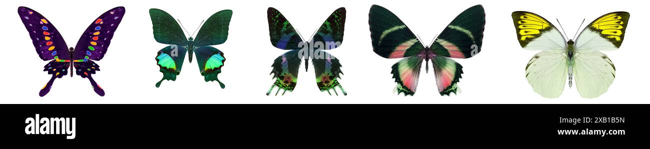 Vibrant exotic butterflies with diverse wing patterns and colors are ...