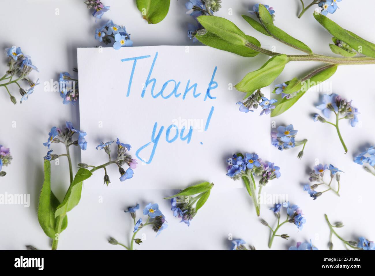 Card with phrase Thank You and beautiful forget-me-not flowers on white ...