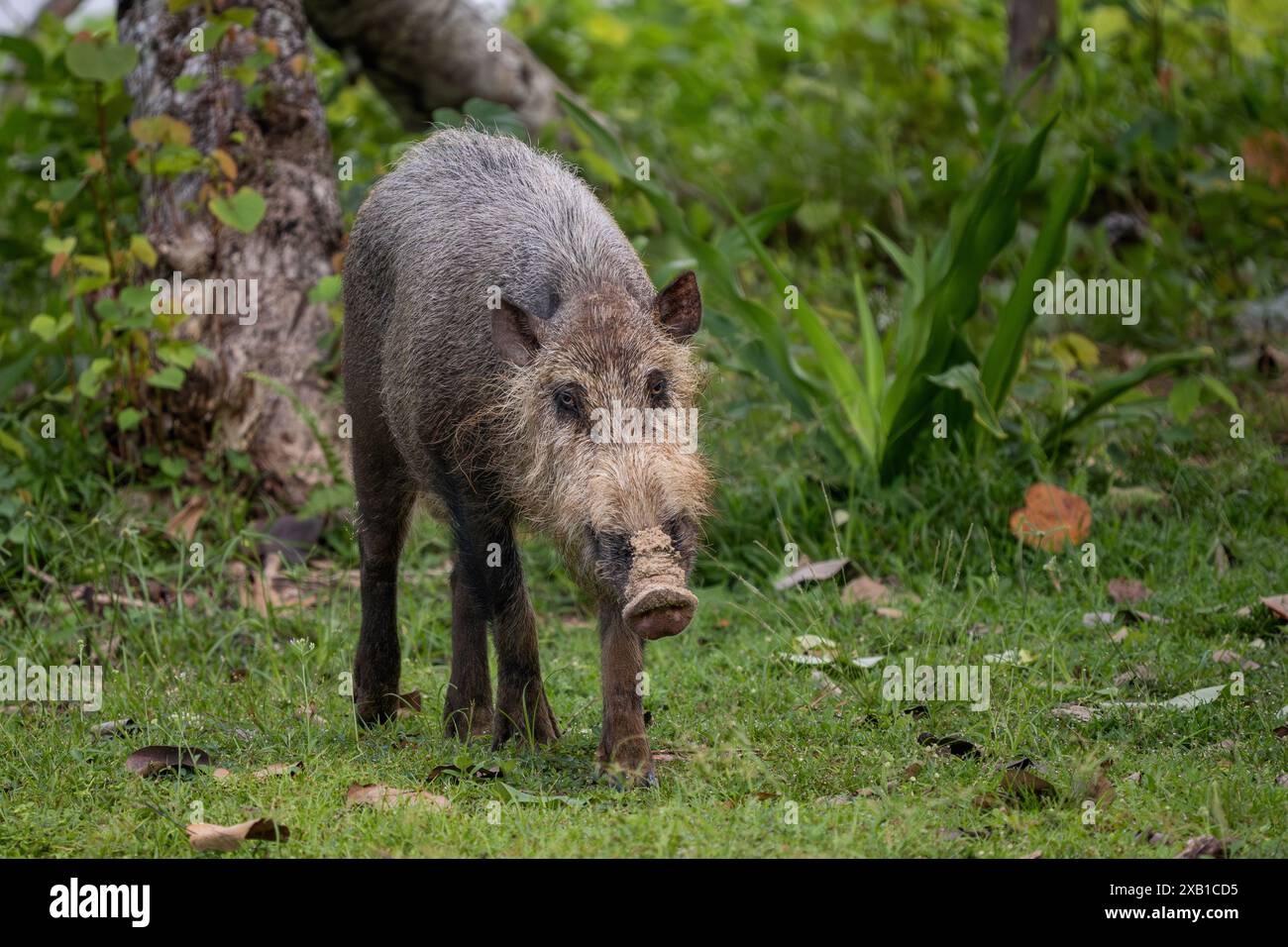 Bornean Bearded Pig - Sus barbatus barbatus, large bearded pig from ...