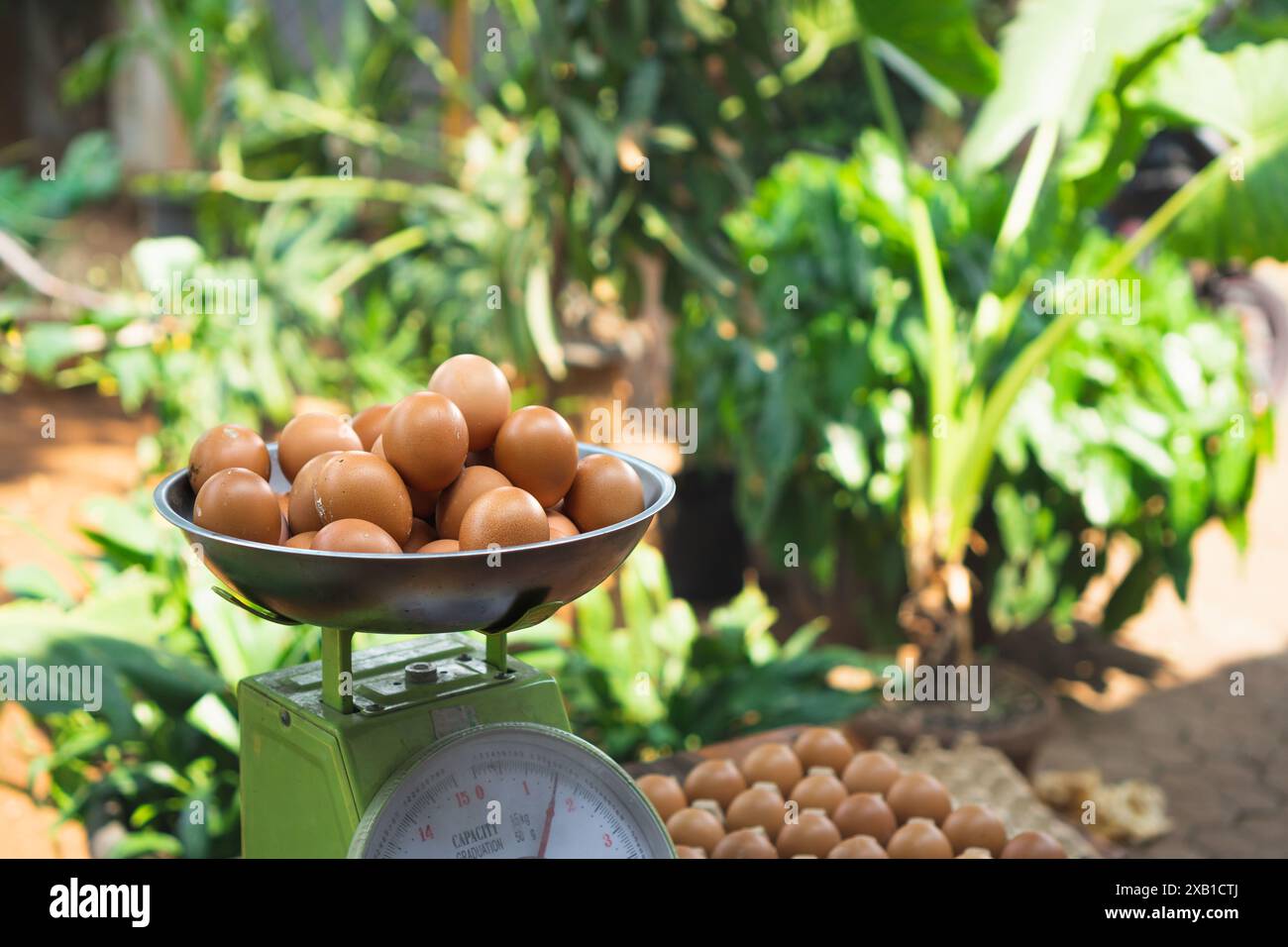 stack of chicken eggs being weight by merchant Stock Photo - Alamy