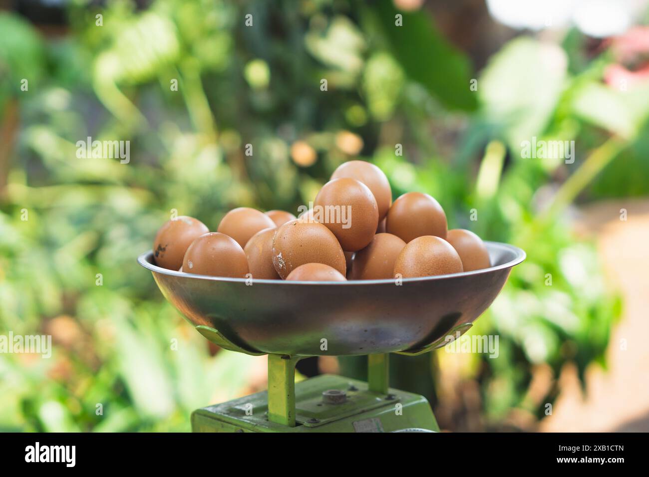 stack of chicken eggs being weight by merchant Stock Photo - Alamy