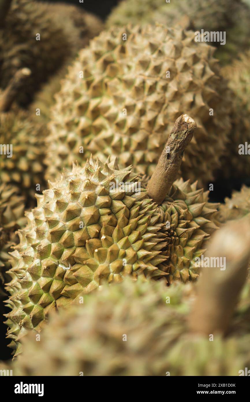 durian, fruit with full of thorn or spike in their outer skin, closed ...