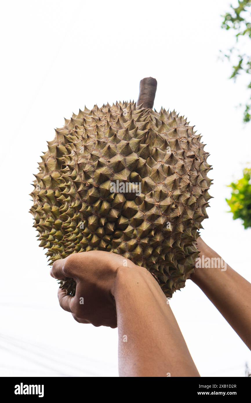 man holding a big durian fruit Stock Photo - Alamy