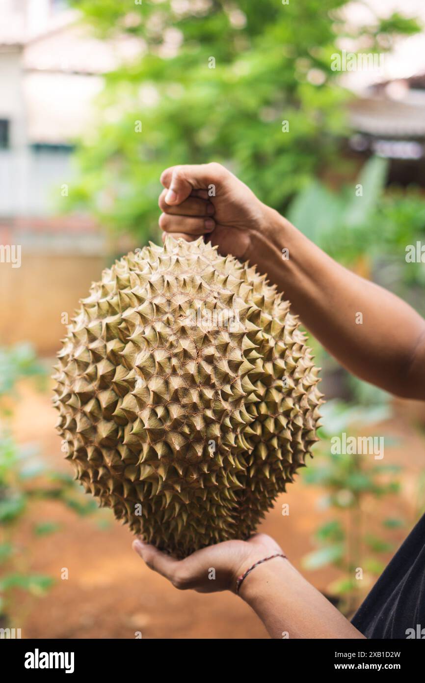 man holding a big durian fruit Stock Photo - Alamy