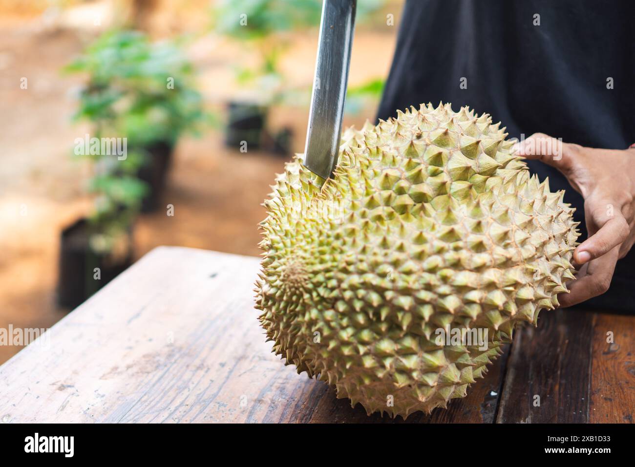 man try to open durian fruit with a sharp knife Stock Photo - Alamy