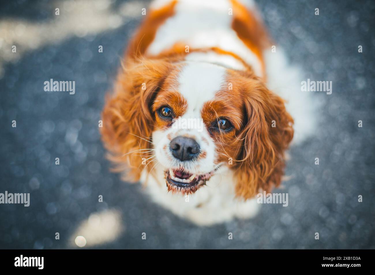 Blenheim Cavalier King Charles Spaniel Stock Photo - Alamy