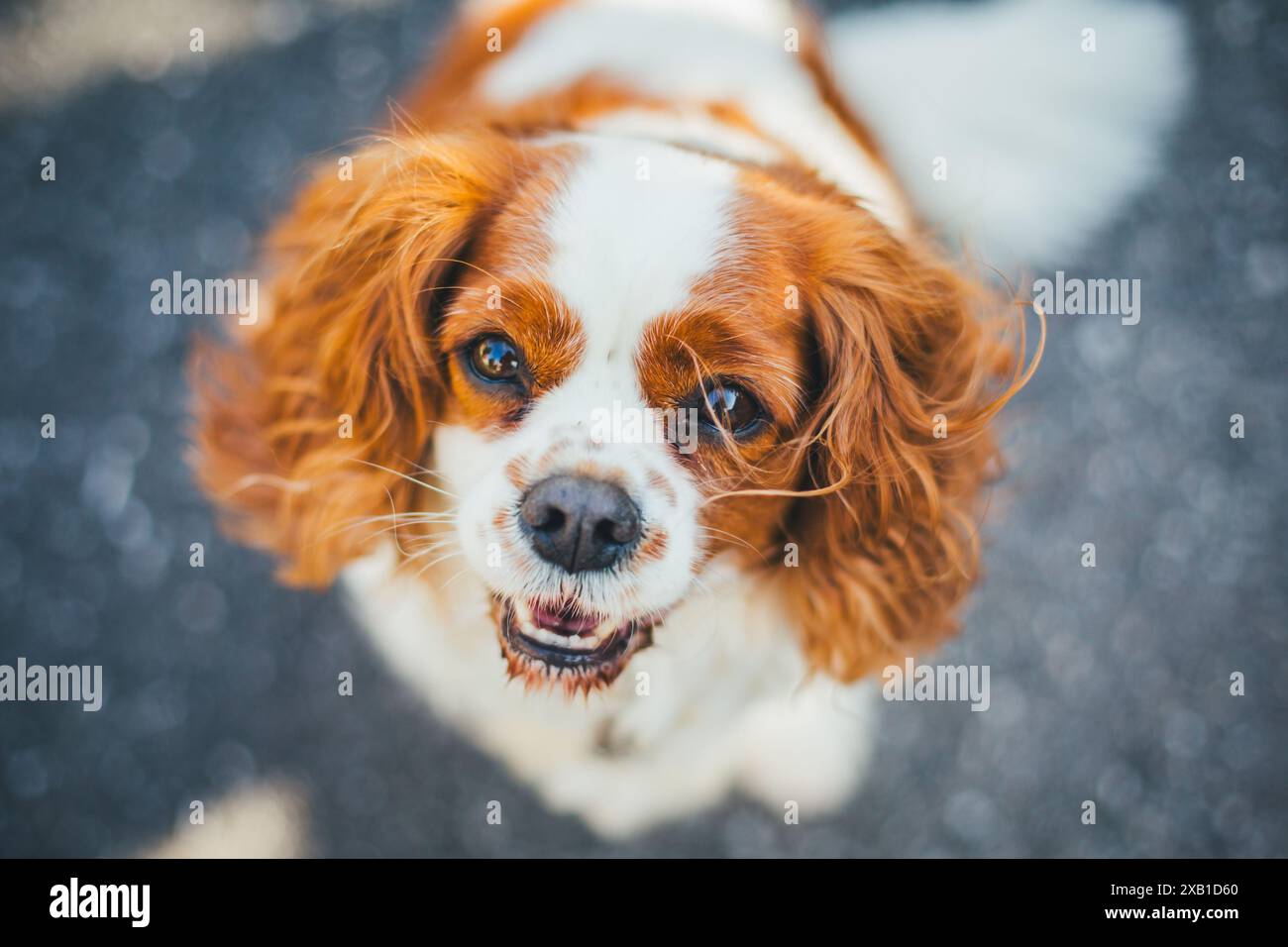 Blenheim Cavalier King Charles Spaniel Stock Photo - Alamy