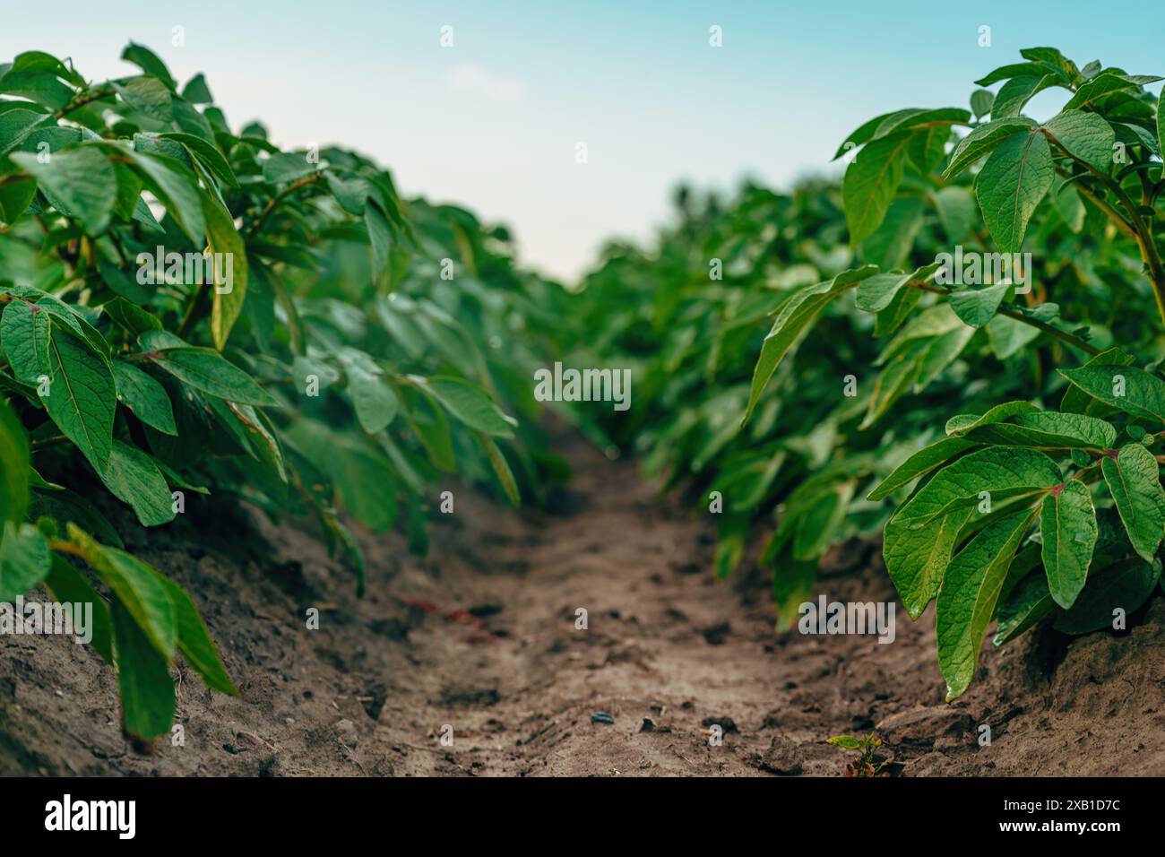 Potato crops growing on organic agricultural plantation field ...