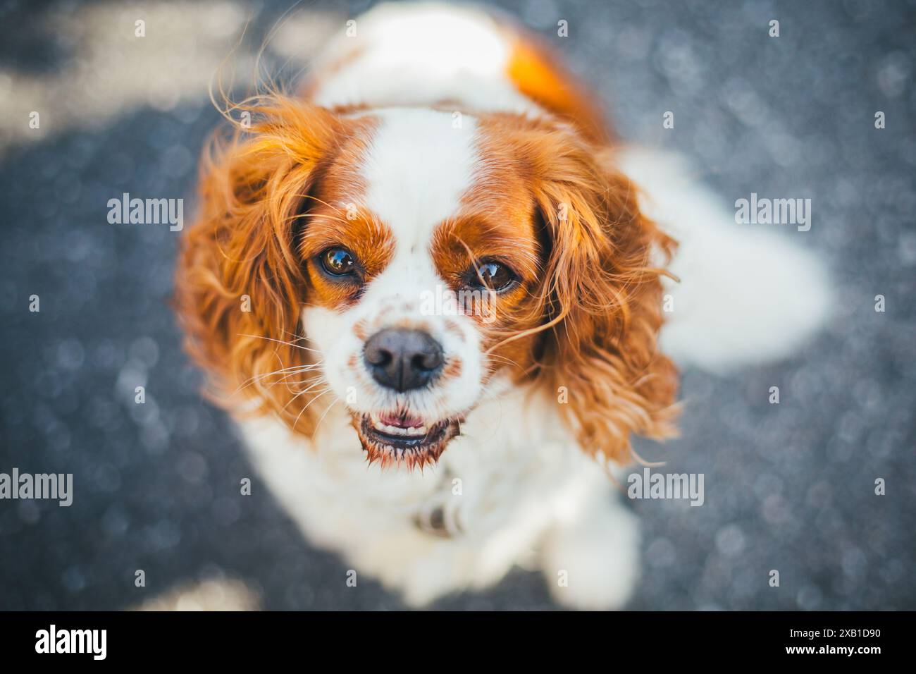 Blenheim Cavalier King Charles Spaniel Stock Photo - Alamy