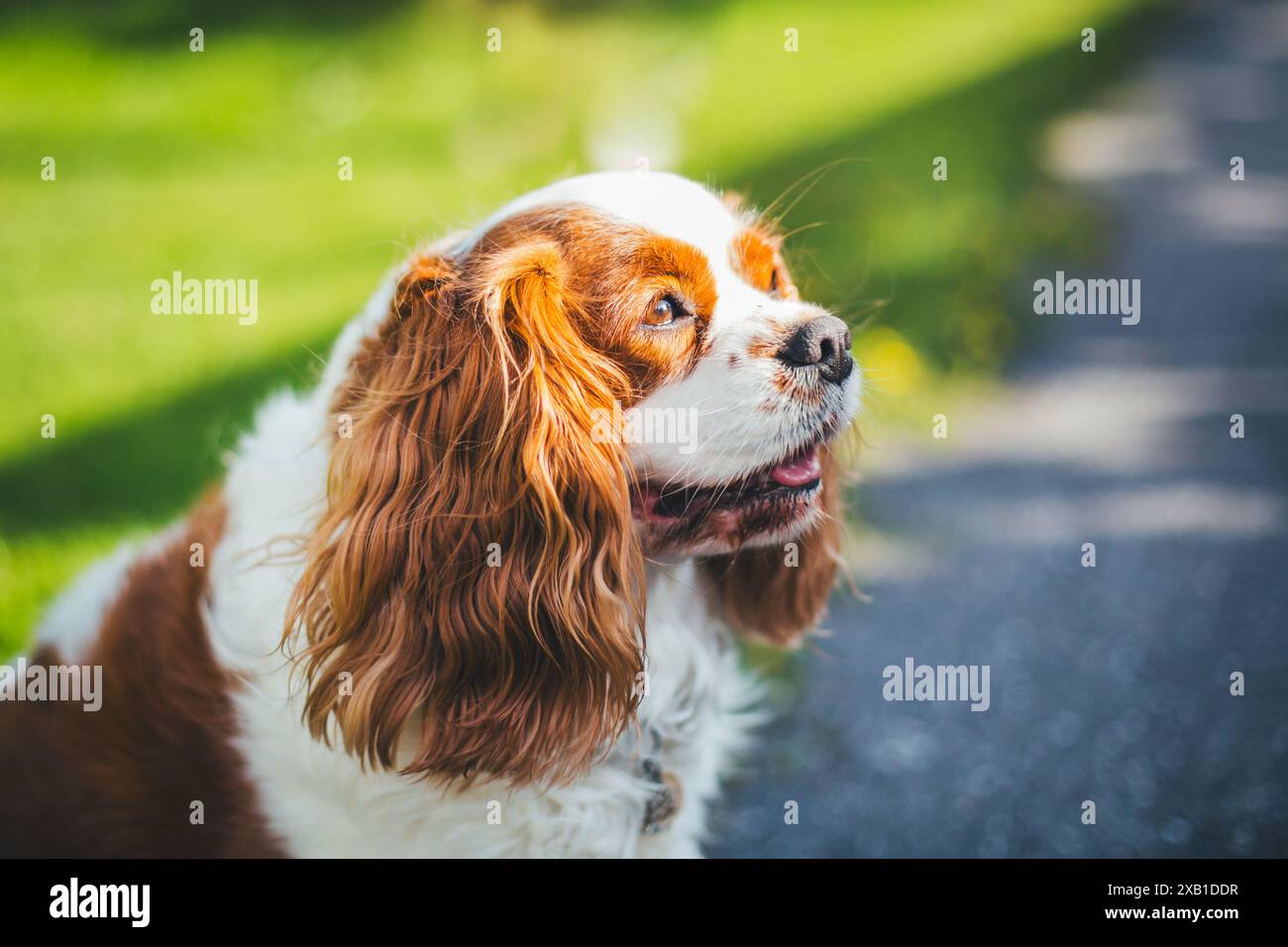 Blenheim Cavalier King Charles Spaniel Stock Photo - Alamy
