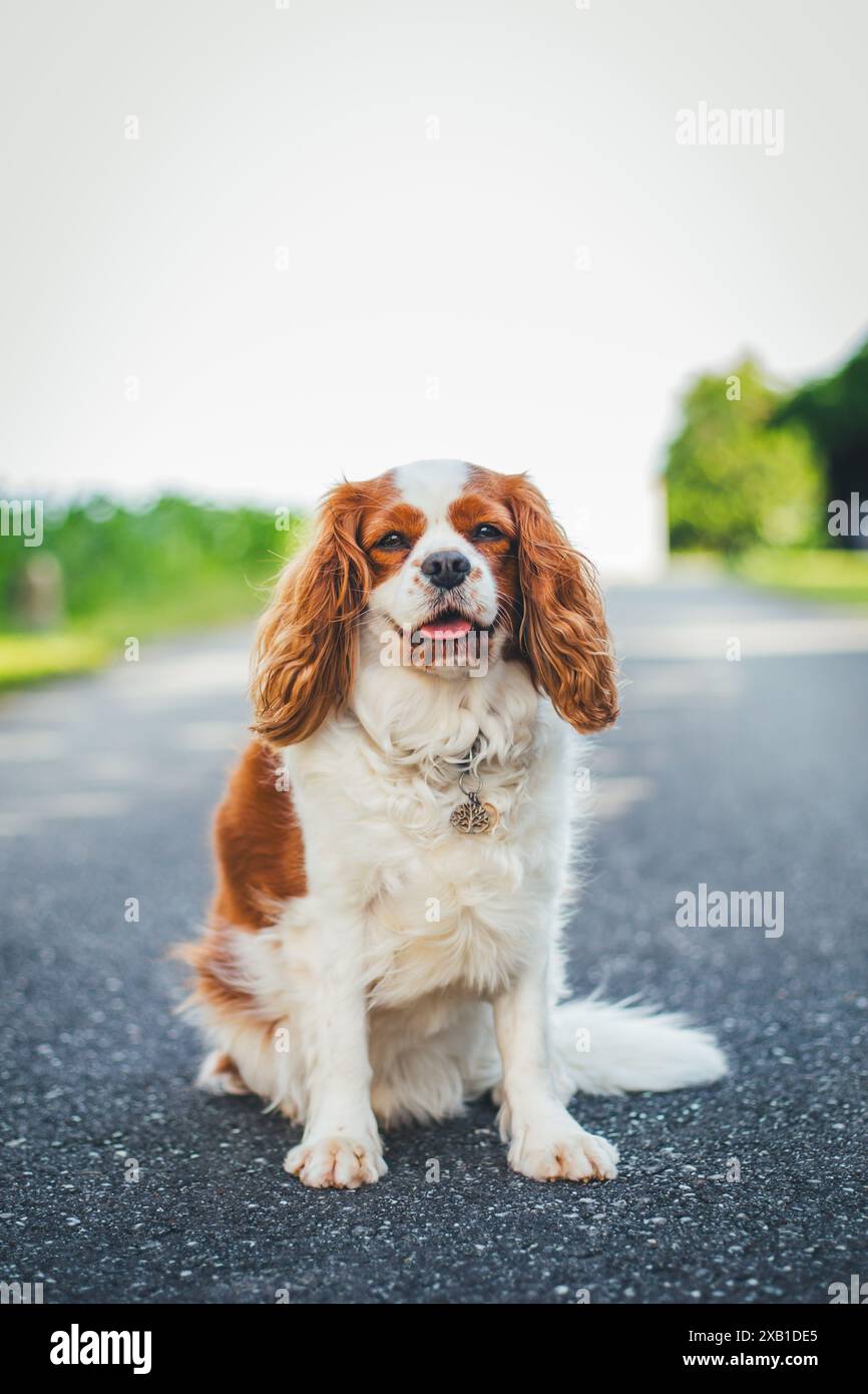 Blenheim Cavalier King Charles Spaniel Stock Photo - Alamy