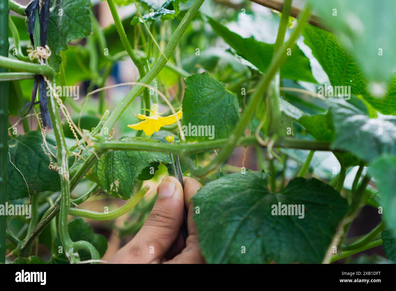 The gardener performs manual pollination by using tweezers to clip male ...