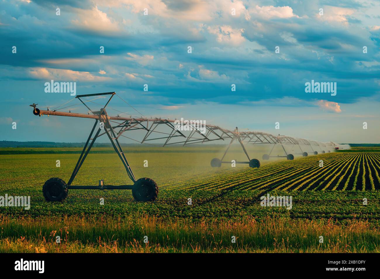 Soybean plant in field watering hi-res stock photography and images - Alamy