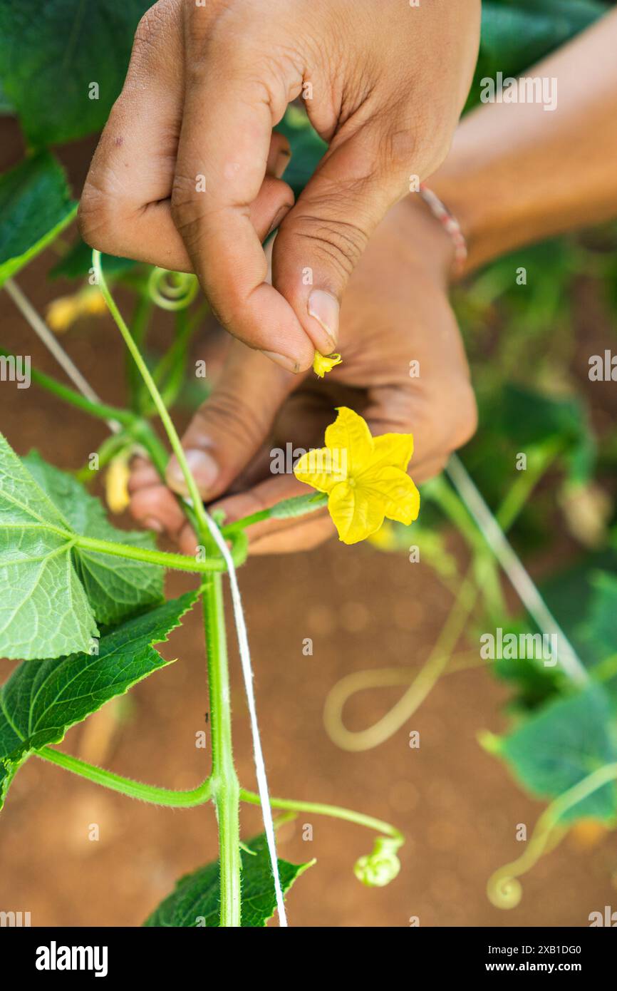 The gardener performs manual pollination by using tweezers to clip male ...