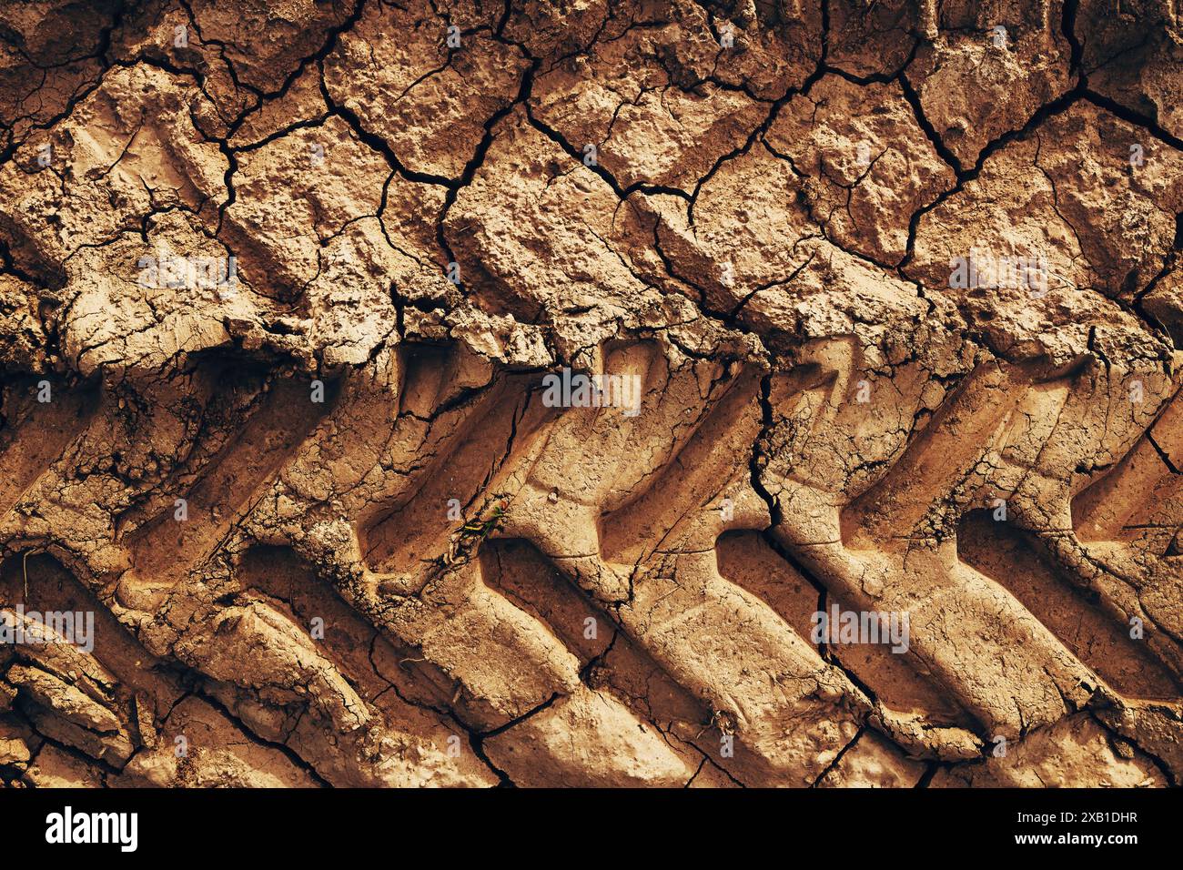 Agricultural tractor tire tread marks in dried mud forming a ...