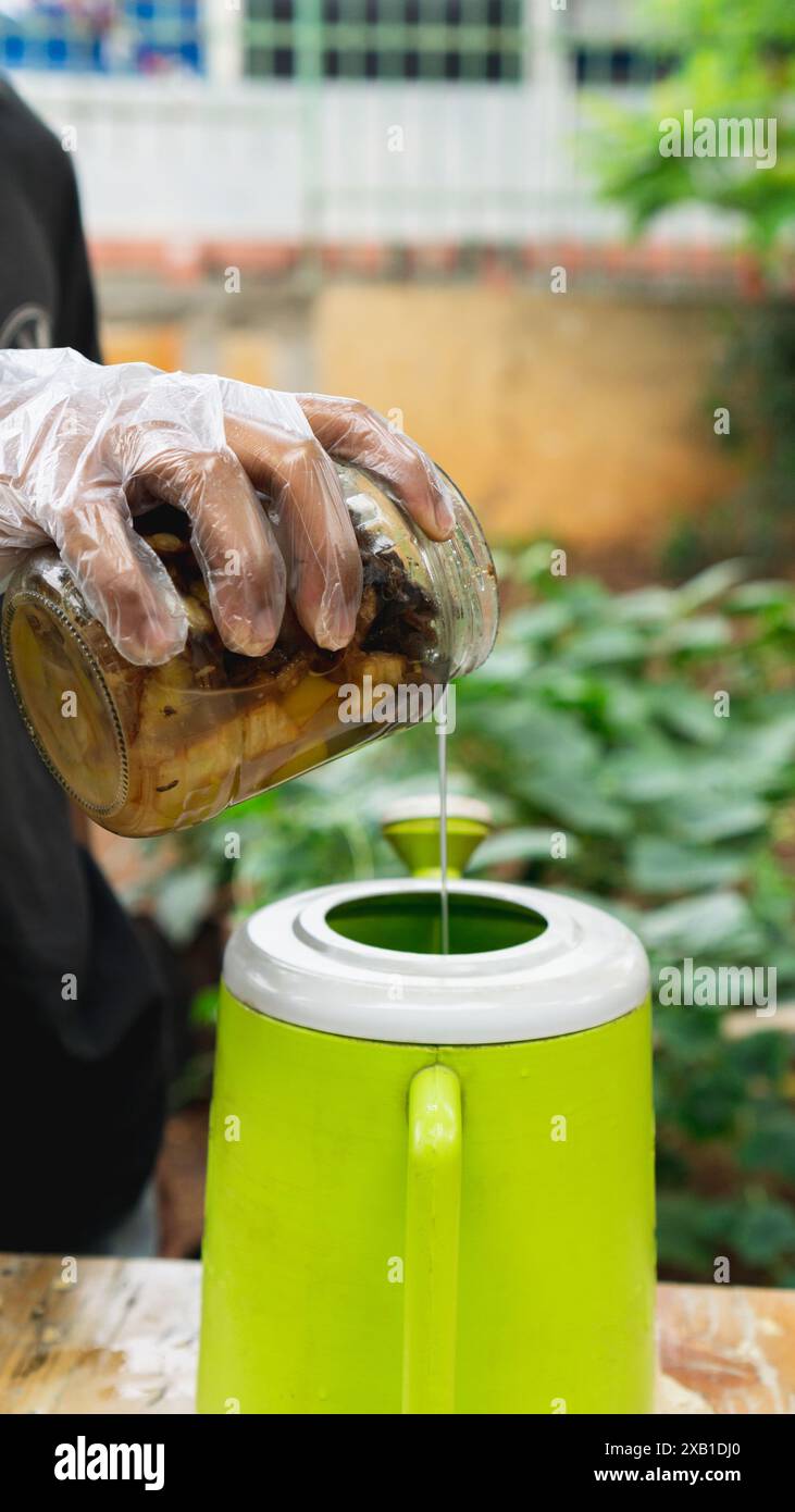 The gardener pours banana peel fertilizer to be diluted with water ...