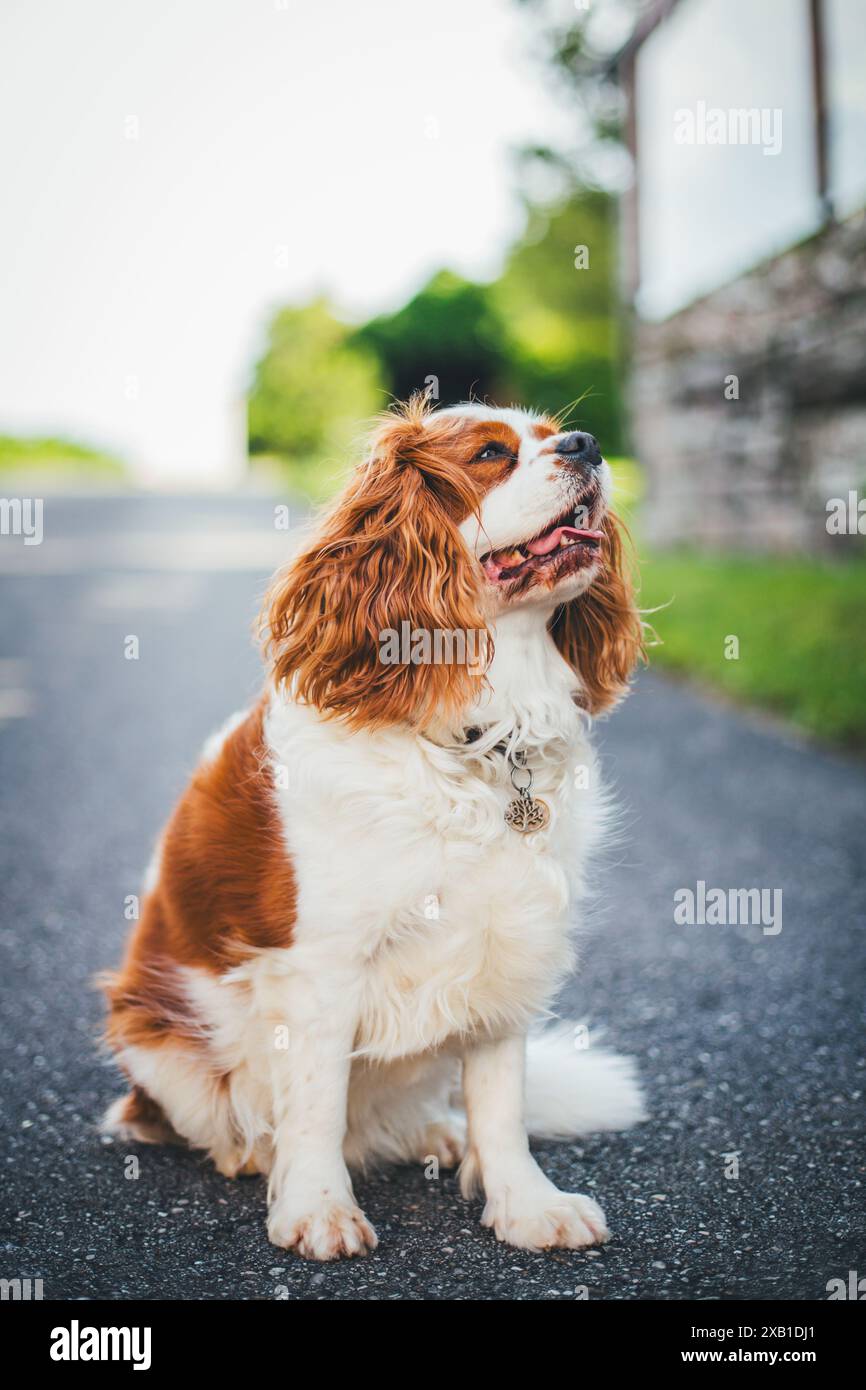 Blenheim Cavalier King Charles Spaniel Stock Photo - Alamy