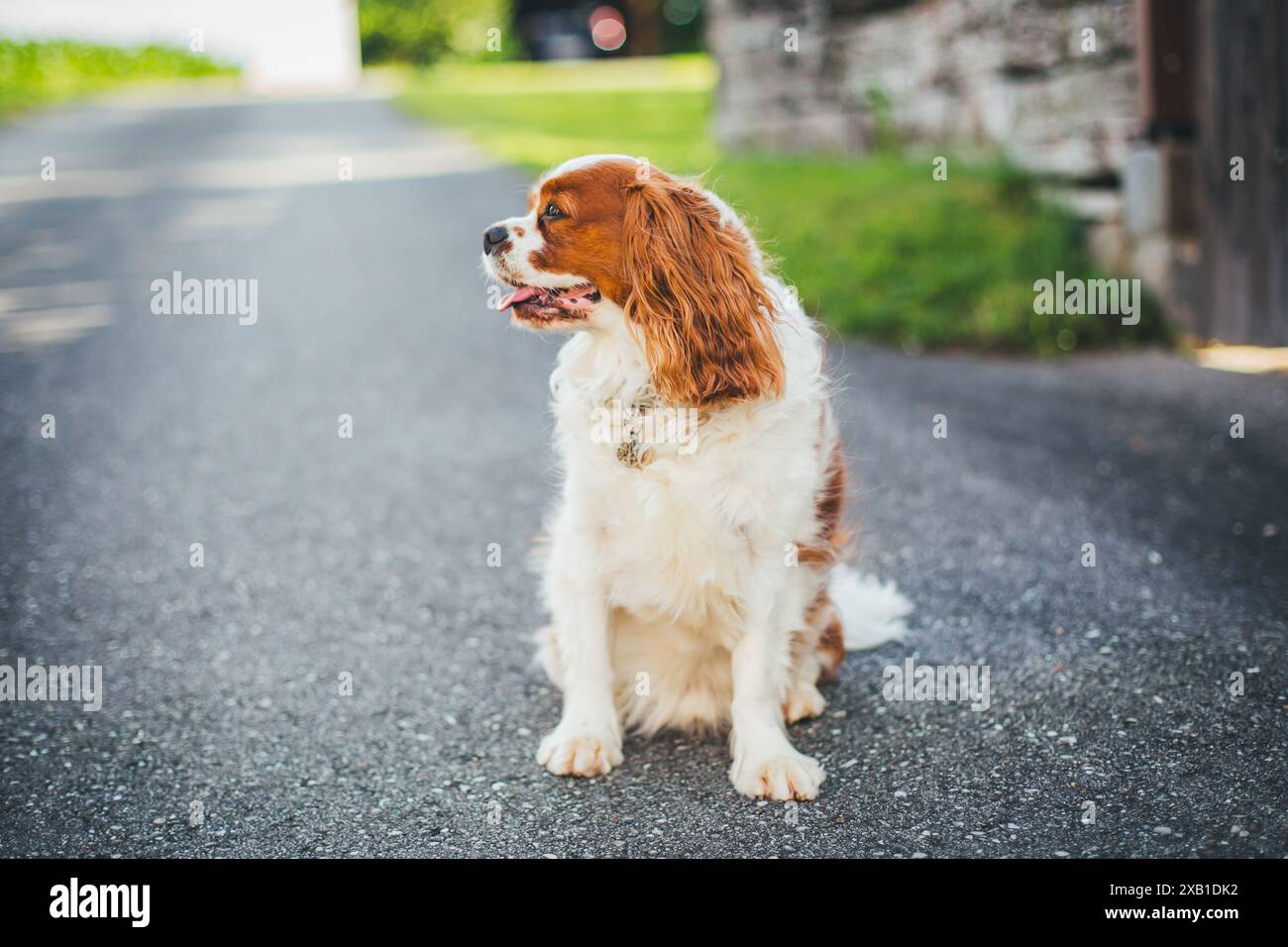 Blenheim Cavalier King Charles Spaniel Stock Photo - Alamy