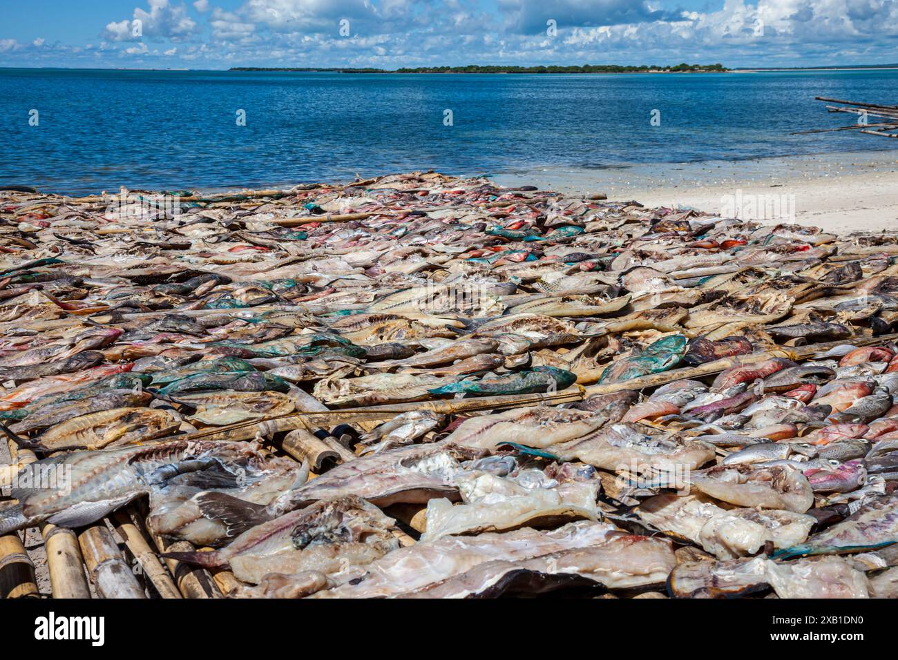 Mozambique, Cabo Delgado, Quirimbas, Pangane, Preparing fish to sundry ...