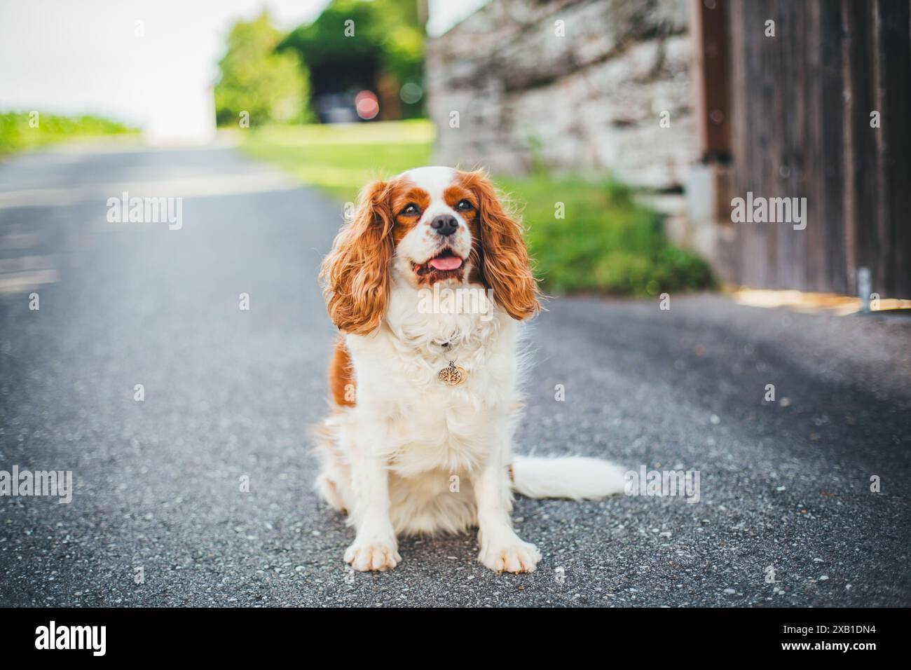 Blenheim Cavalier King Charles Spaniel Stock Photo - Alamy