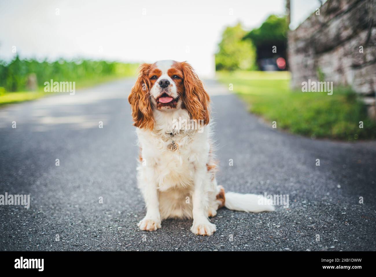 Blenheim Cavalier King Charles Spaniel Stock Photo - Alamy