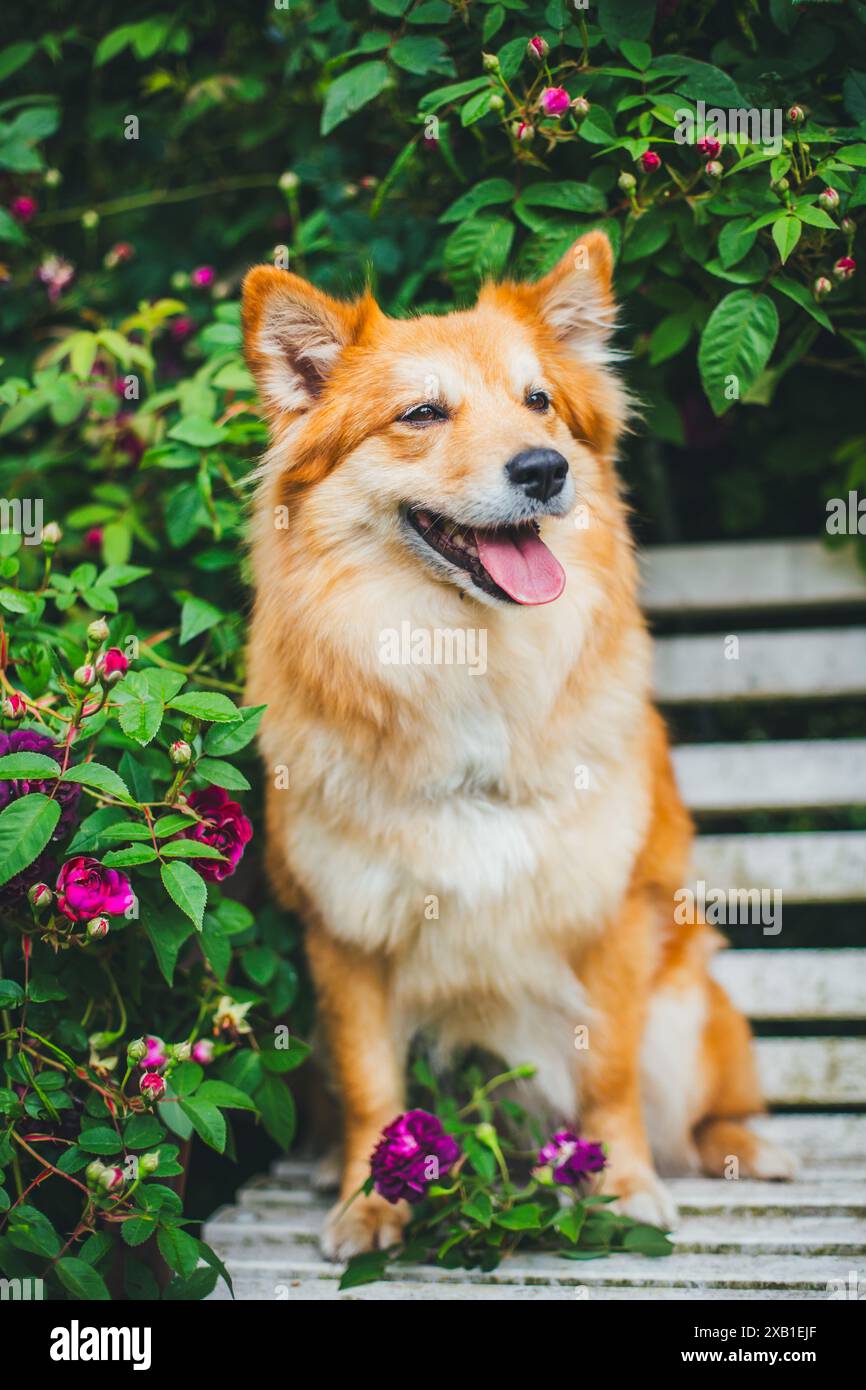 Icelandic sheepdog in summer hi-res stock photography and images - Alamy