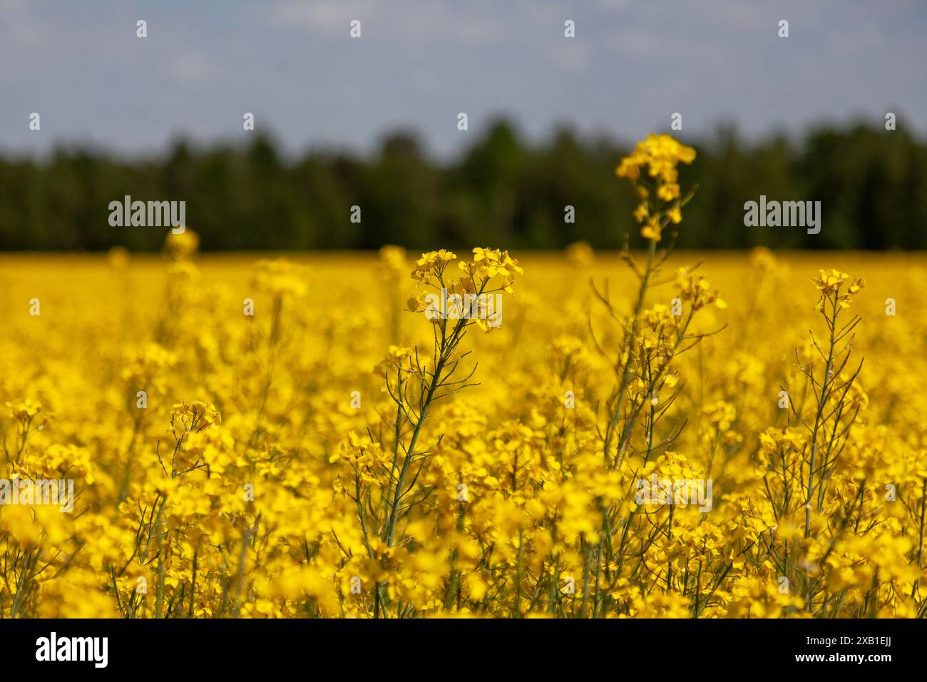 Large field yellow rapeseed hi-res stock photography and images - Alamy