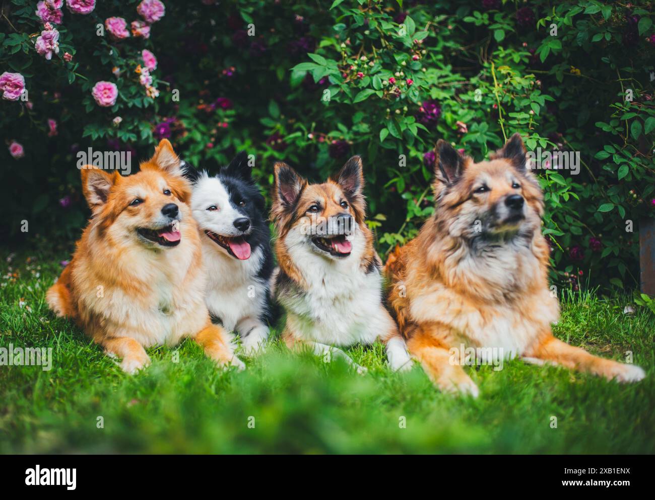 Four Icelandic Sheepdogs Stock Photo - Alamy