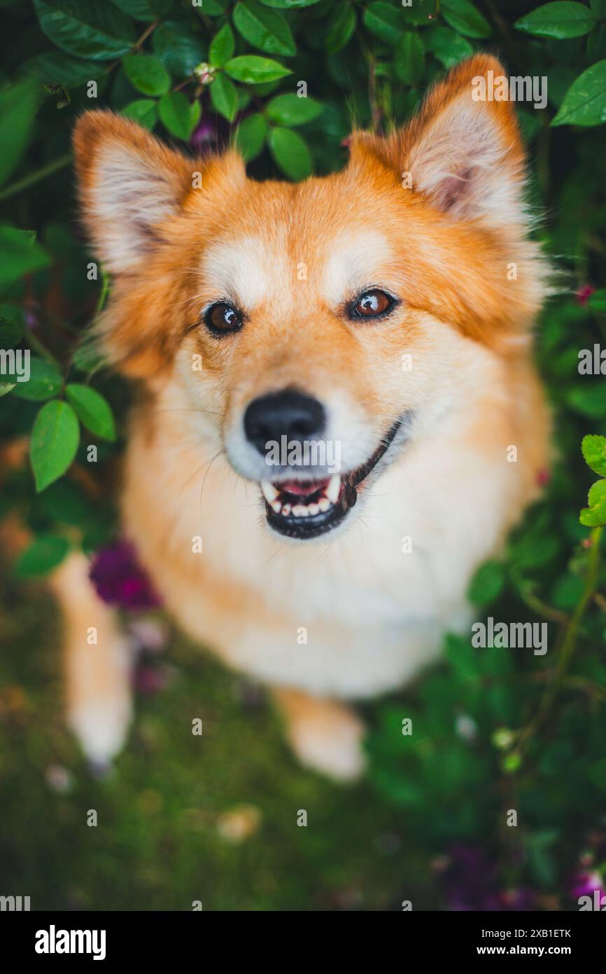 Icelandic sheepdog in summer hi-res stock photography and images - Alamy