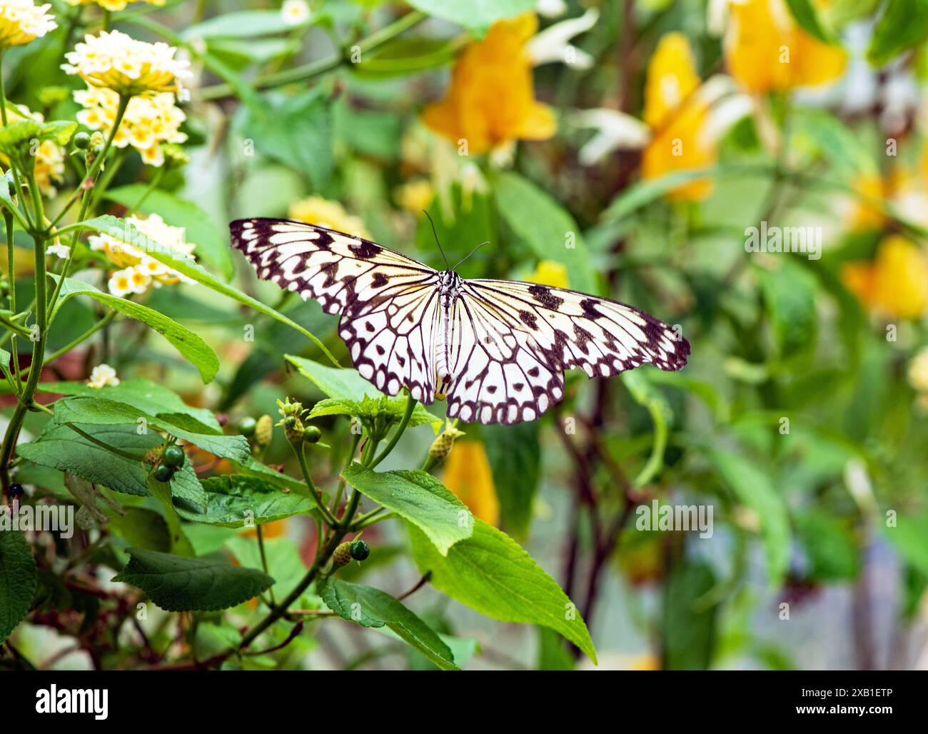 Dorsal view on The paper kite butterfly in the garden other name, rice ...