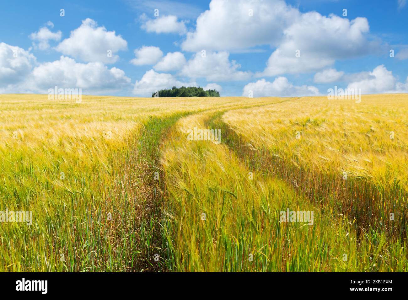 Ripening barley field. Rural landscape with tractor road through barley ...