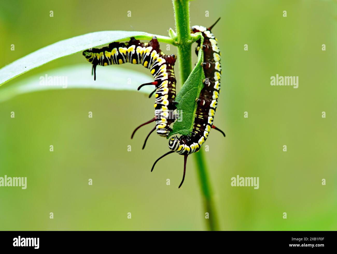 A monarch caterpillar eating a green leaf close up Stock Photo - Alamy