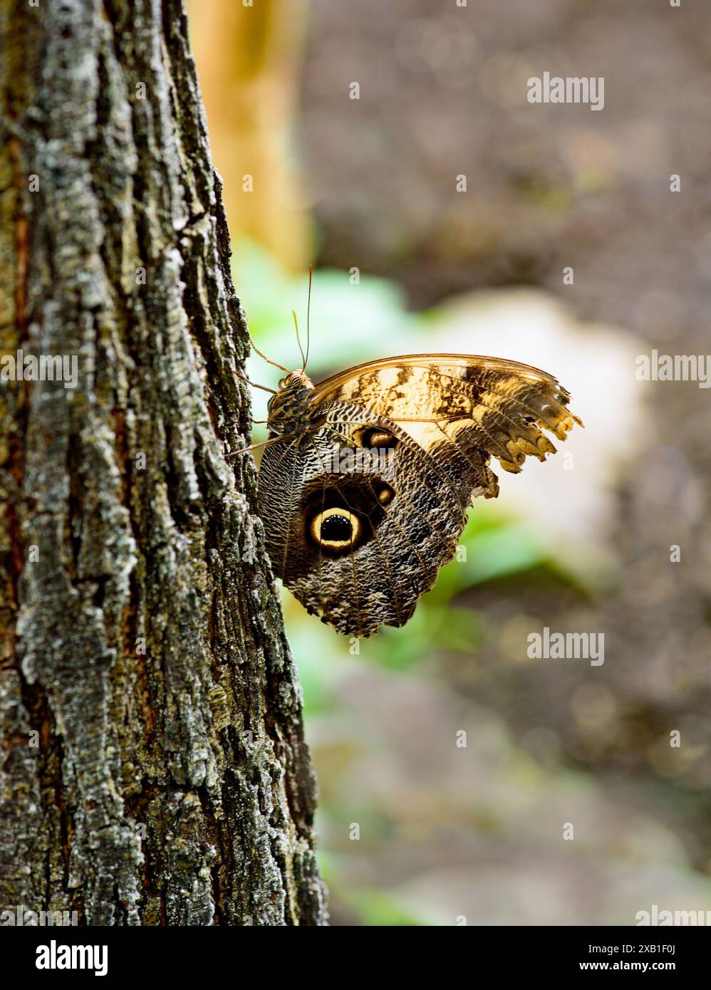 Owl butterfly close up one of the largest butterflie in Central America ...