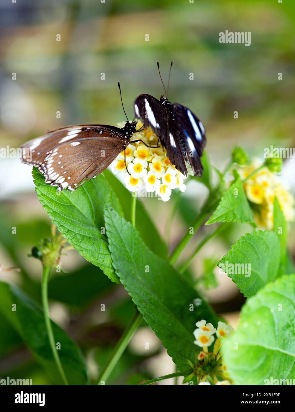 The Danaid eggfly butterfly on the flower close up , with white dots on ...