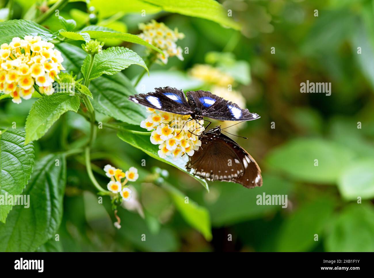The two Danaid eggfly butterfly on the flowers , with white and blue ...