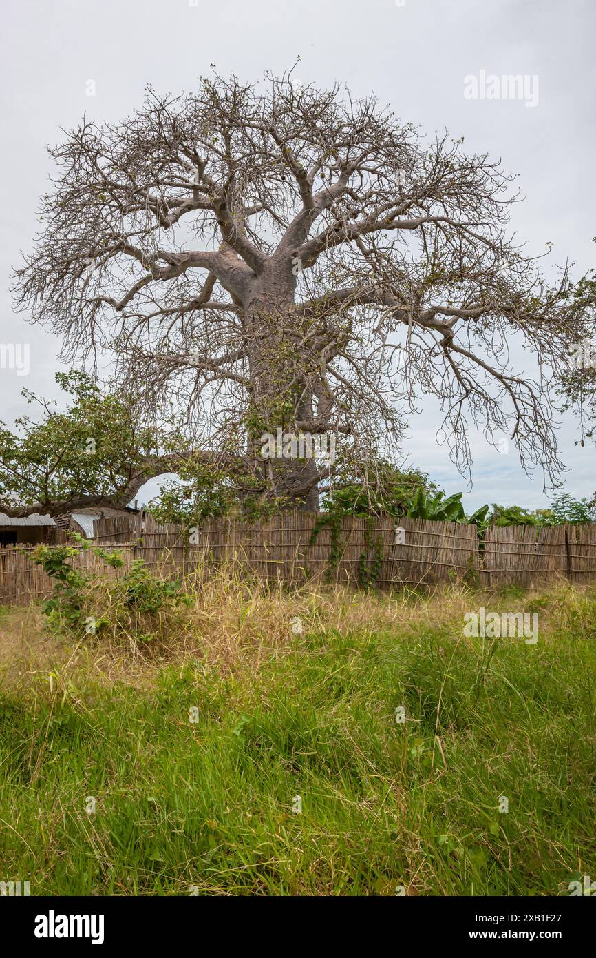 Provincia de cabo delgado hi-res stock photography and images - Alamy