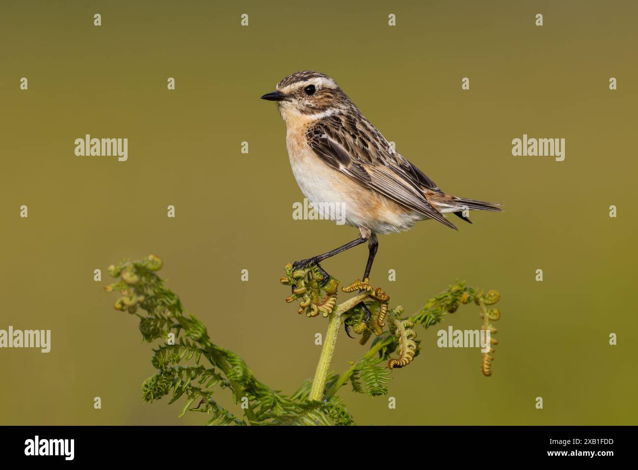 Female whinchat uk hi-res stock photography and images - Alamy