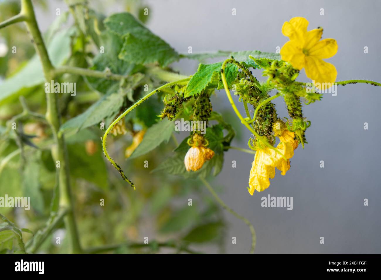 Black aphids on cucumbers. A harmful insect on the plant in the garden ...
