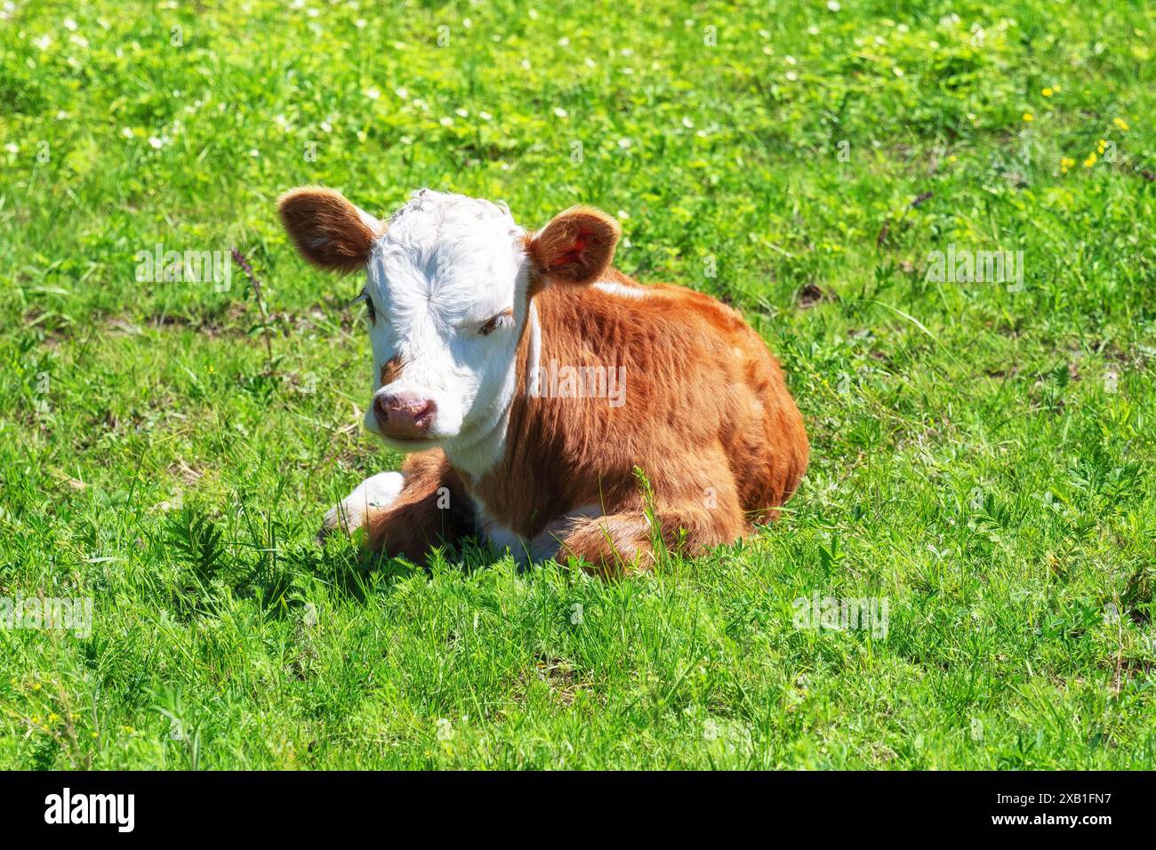 Young calf lying on the fresh green grass gazing at camera. Wild ...