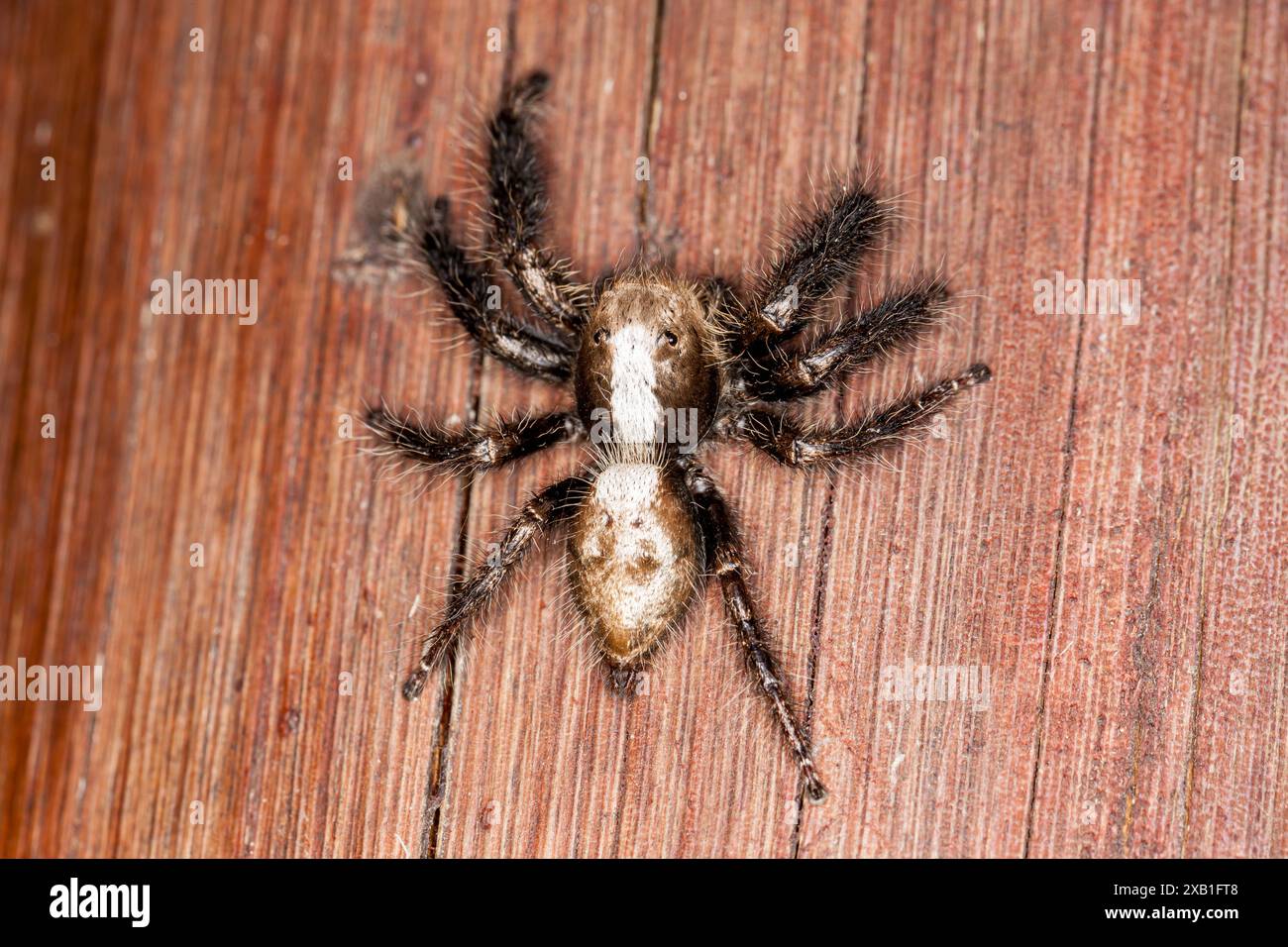 Mozambique, Sofala, Gorongosa, Spider Stock Photo - Alamy Mozambique, Sofala, Gorongosa, Spider Stock Photo - Alamy