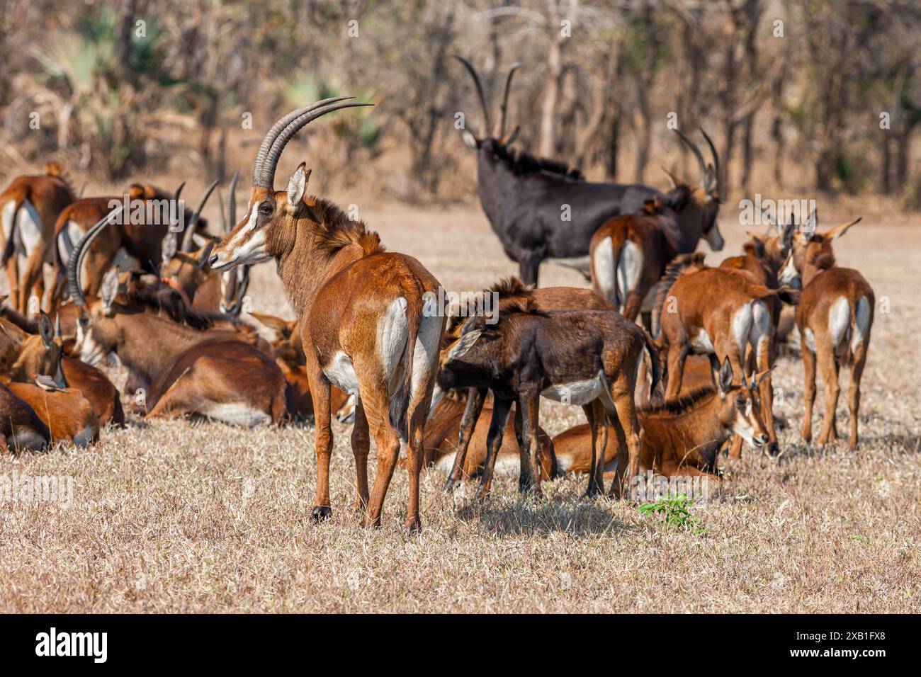 Mozambique, Sofala, Gorongosa, Sable antelope - Pala Pala (Hippotragus ...