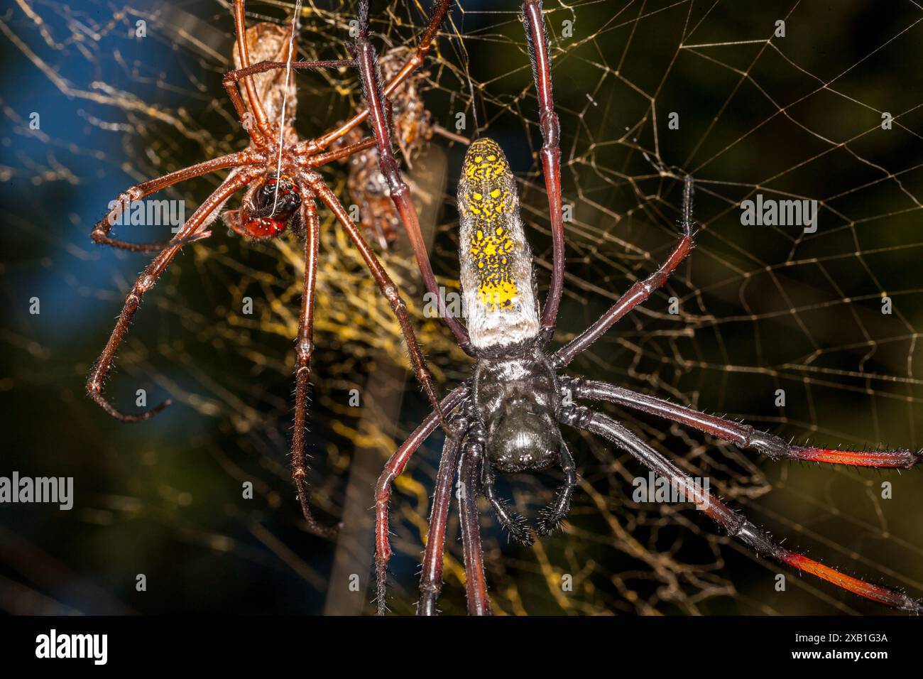 Mozambique, Maputo, Maputo, Outdoor, Golden-Orb Spider (Nephila pilipes ...