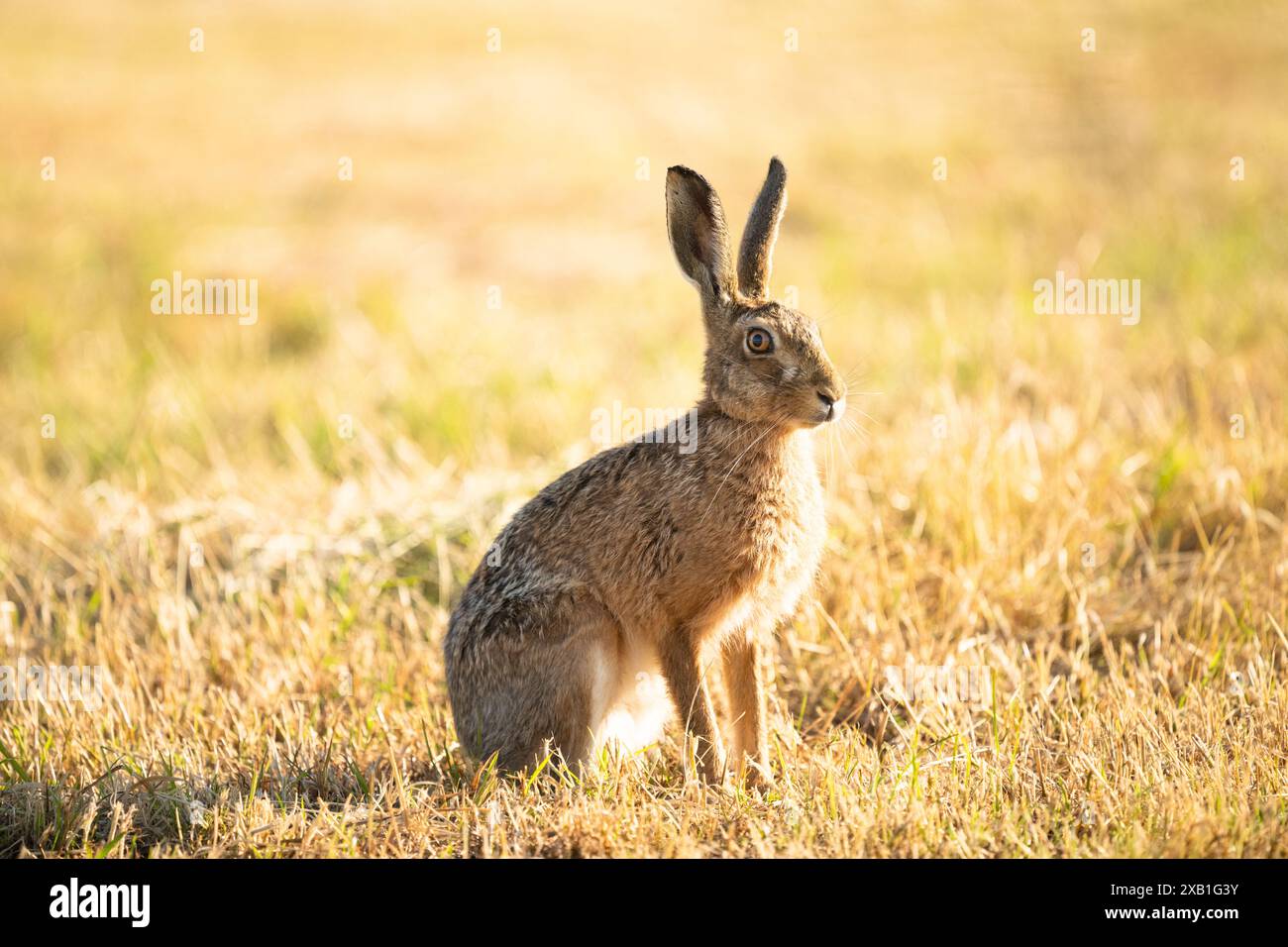 Stirling, Scotland, UK. 10th June, 2024. UK weather: a hare enjoying ...