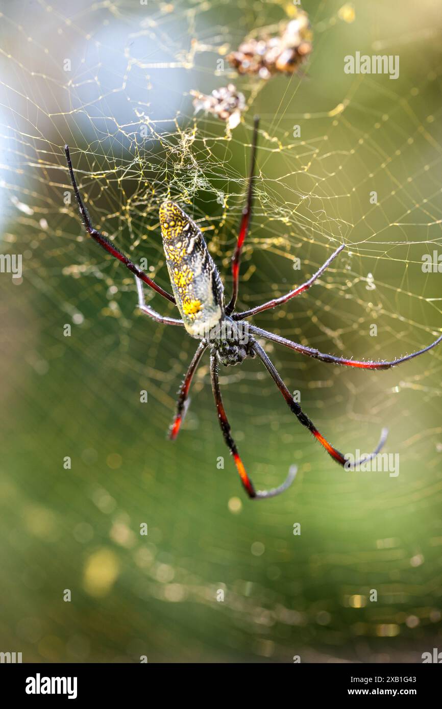Mozambique, Maputo, Maputo, Outdoor, Golden-Orb Spider (Nephila pilipes ...