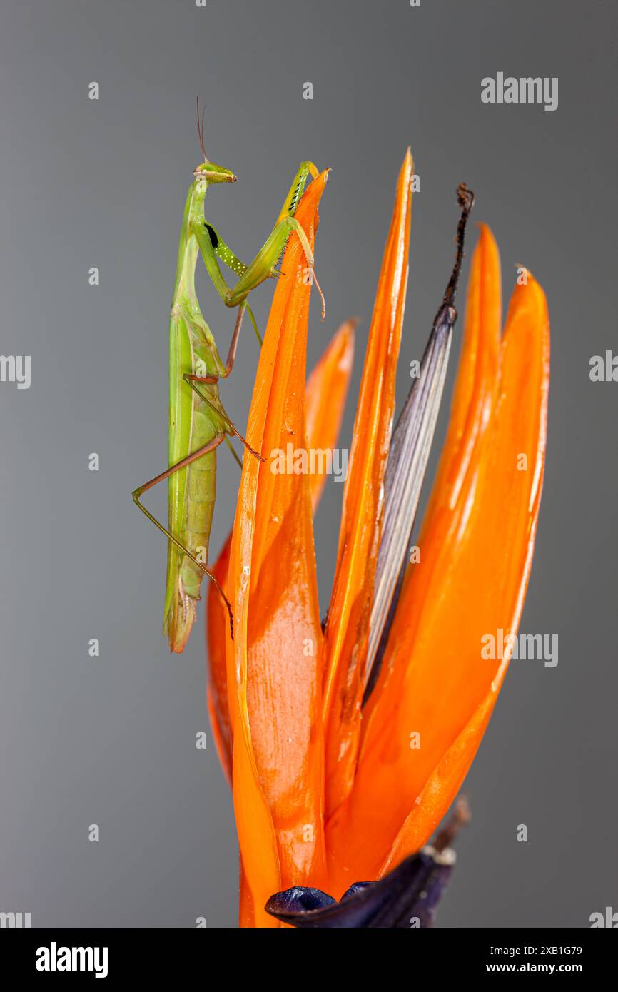 Mozambique, Maputo, Maputo, Outdoor, Praying Mantis (Mantis religiosa ...