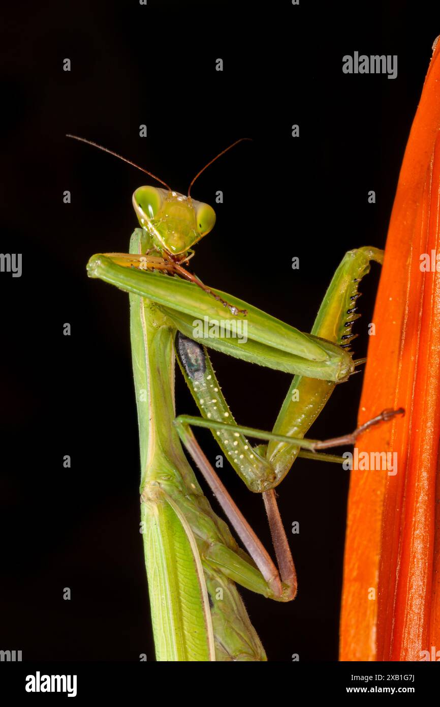 Mozambique, Maputo, Maputo, Outdoor, Praying Mantis (Mantis religiosa ...