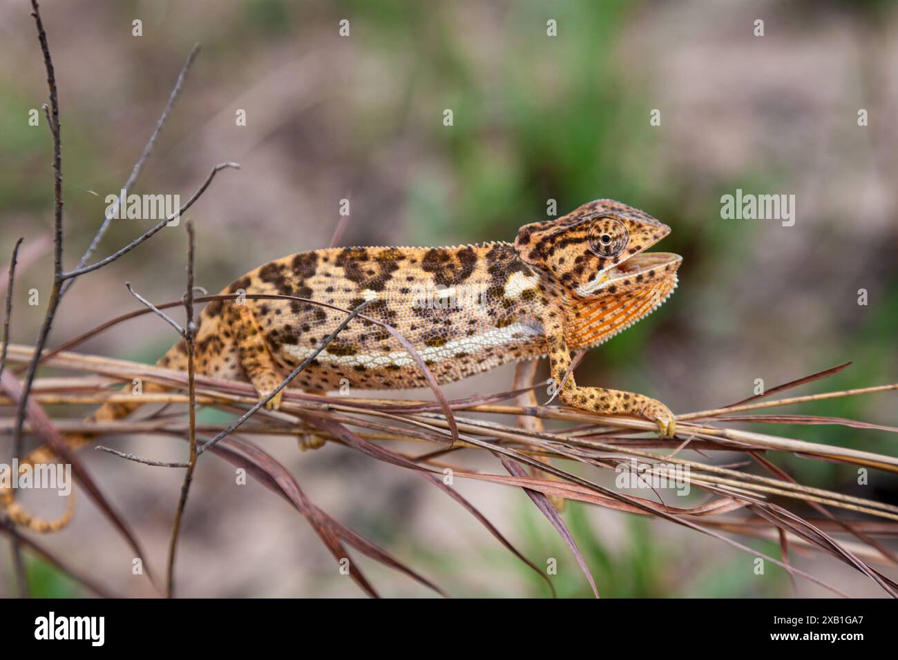 Mozambique, Maputo, Ponta do Ouro, Chameleon (Chamaeleo Chamaeleon) on ... Mozambique, Maputo, Ponta do Ouro, Chameleon (Chamaeleo Chamaeleon) on ...
